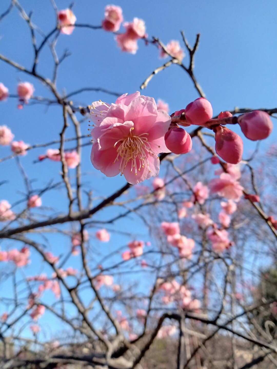 あまりに気持よくて 桂坂公園 梅公園 ト... / yuusenさんのモーメント | YAMAP / ヤマップ
