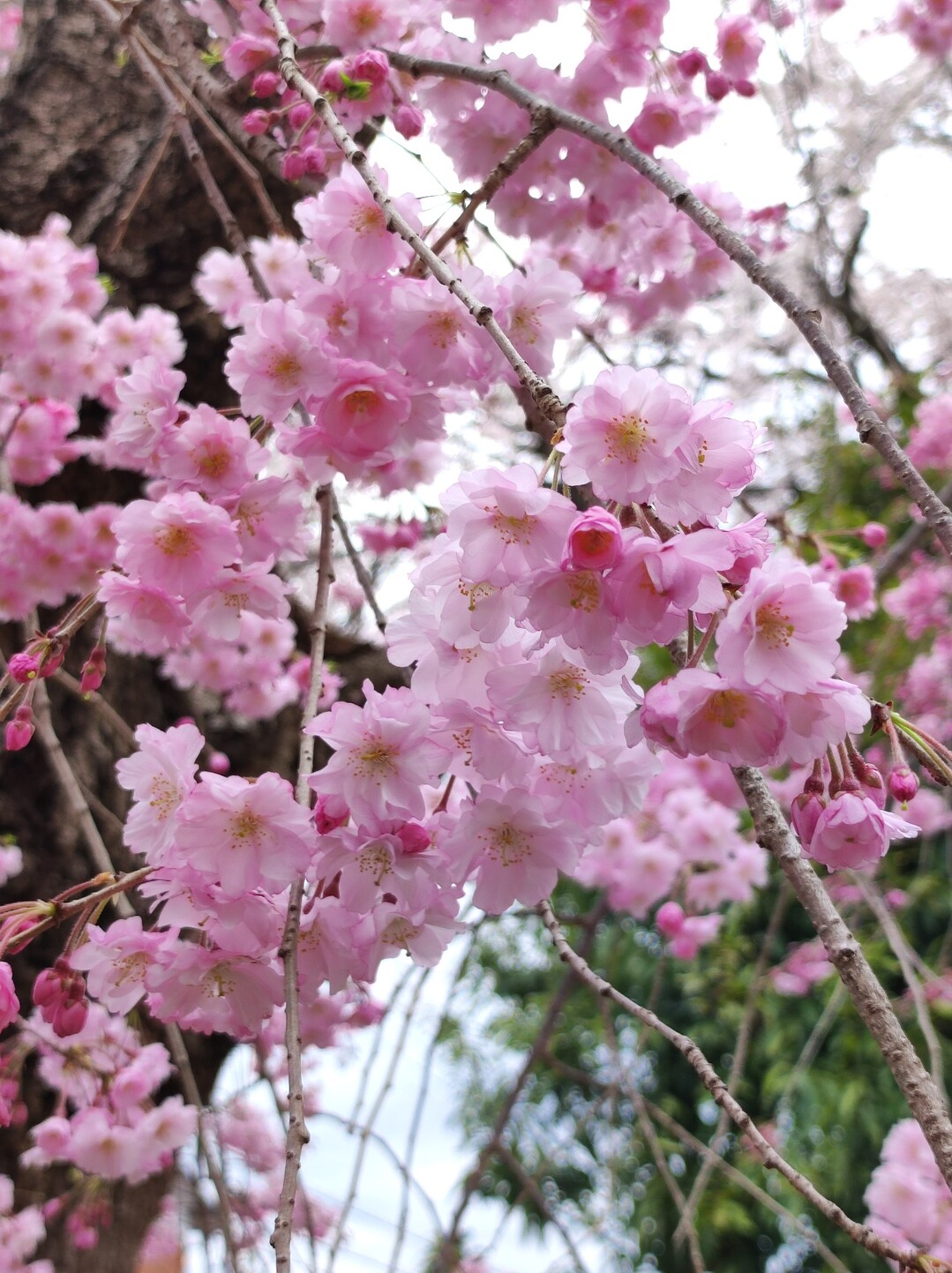 近所の小学校のしだれ桜 学校はお花見穴場... / mappyさんのモーメント | YAMAP / ヤマップ