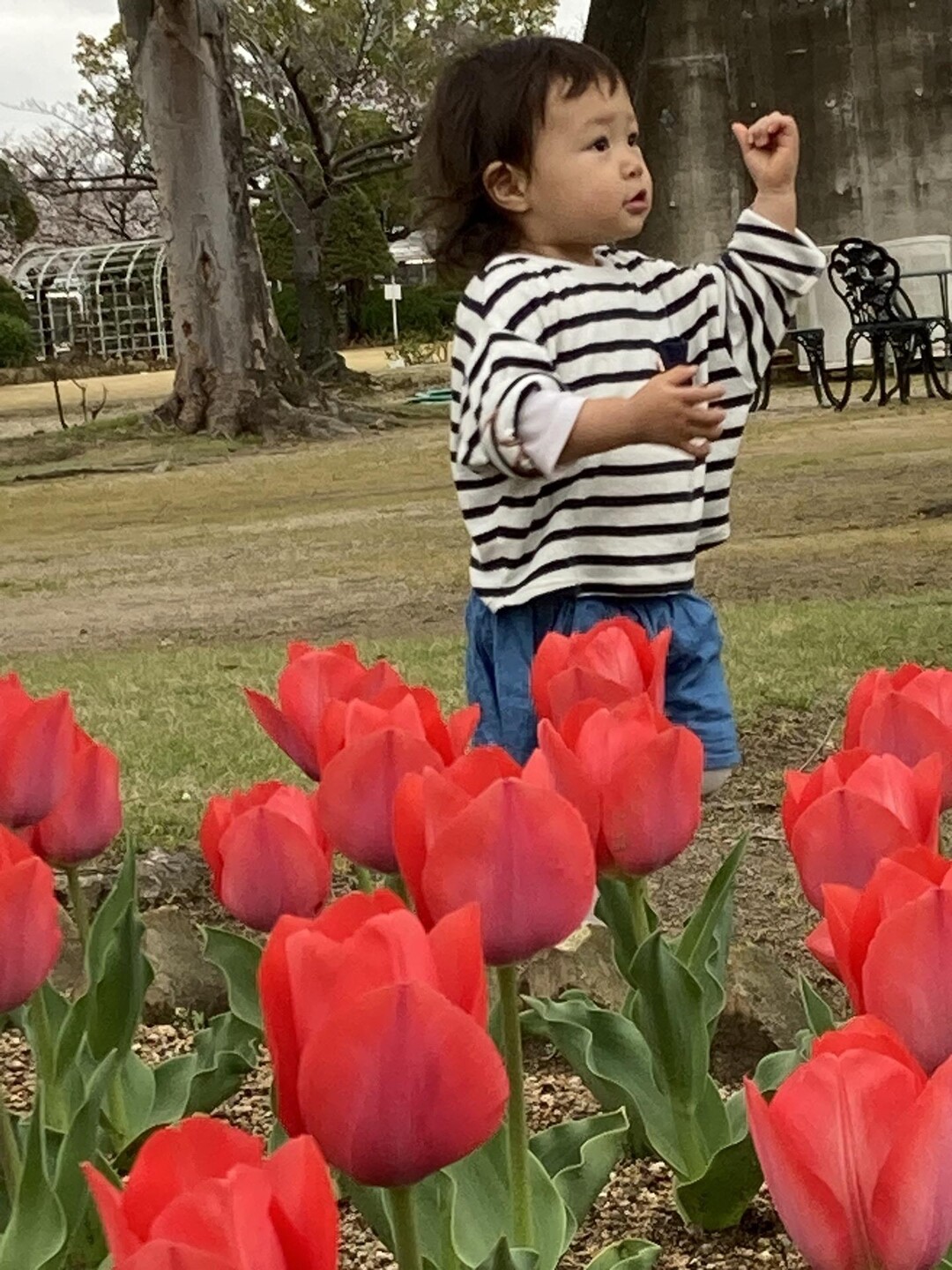 曇天の中、倉敷のRSKバラ園🌹に、行っ... / ばーりんさんのモーメント | YAMAP / ヤマップ
