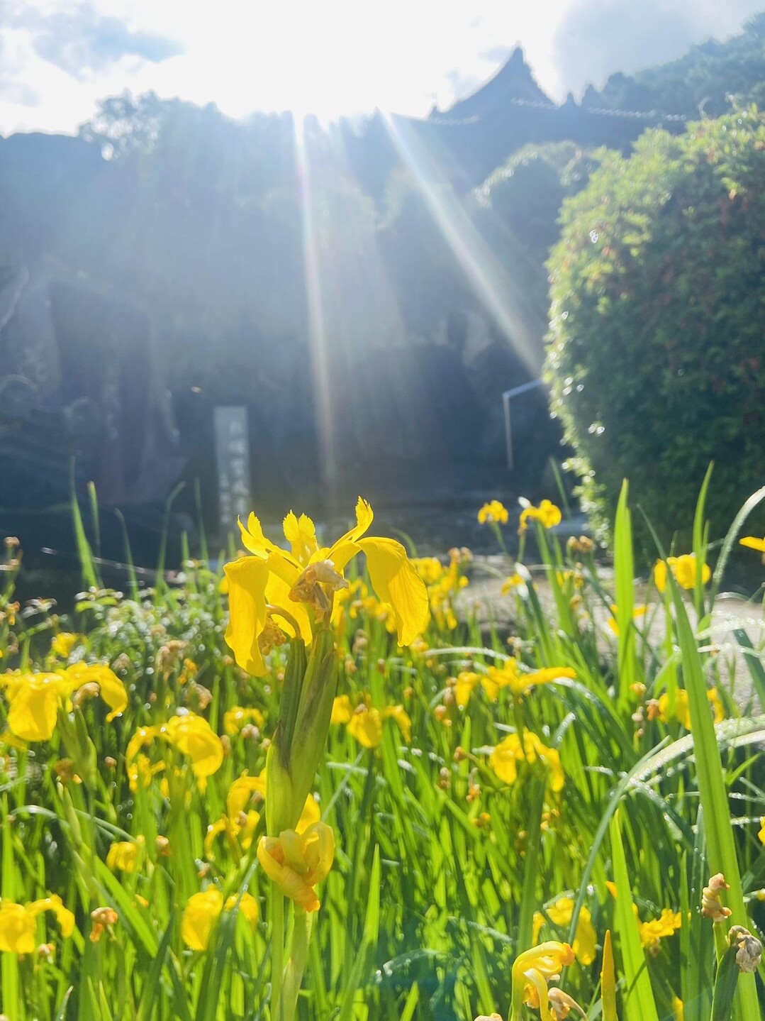 さくっと朝ウォーキング🚶神津嶽 / MASAEさんの生駒山・神津嶽・大原山の活動データ | YAMAP / ヤマップ
