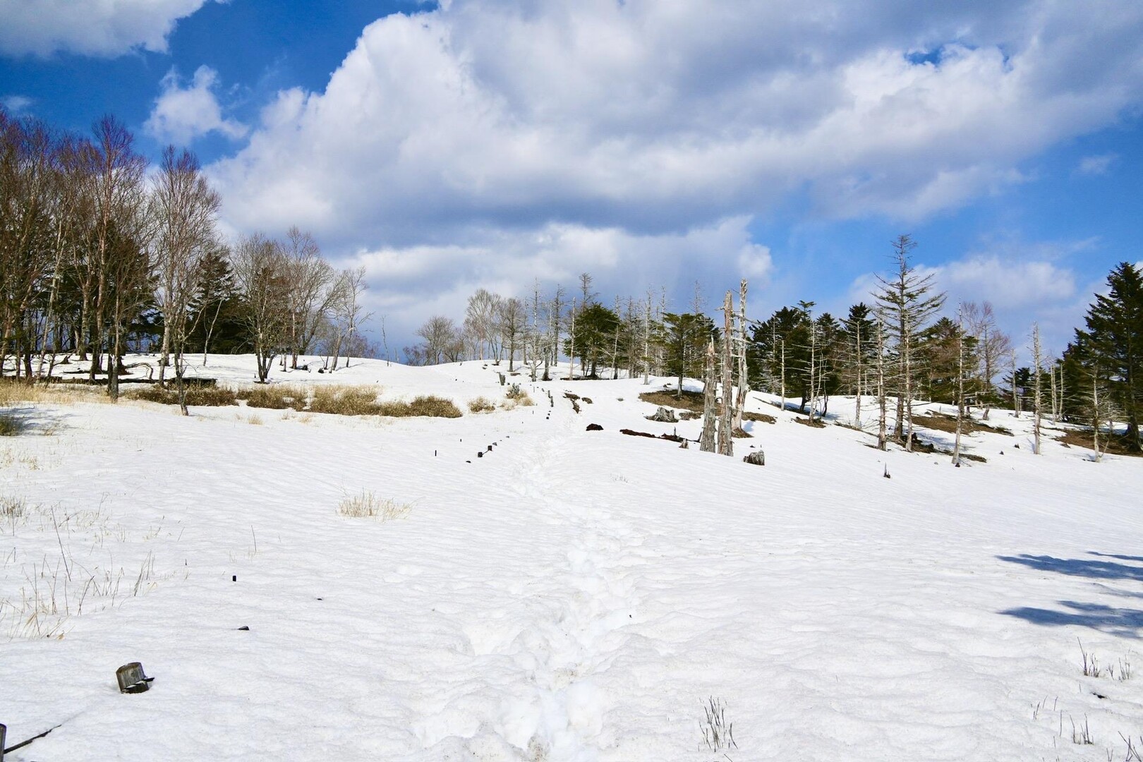 静岡百山 山伏 / たまに旅ch（K）さんの山伏・八紘嶺・笹山の活動データ | YAMAP / ヤマップ