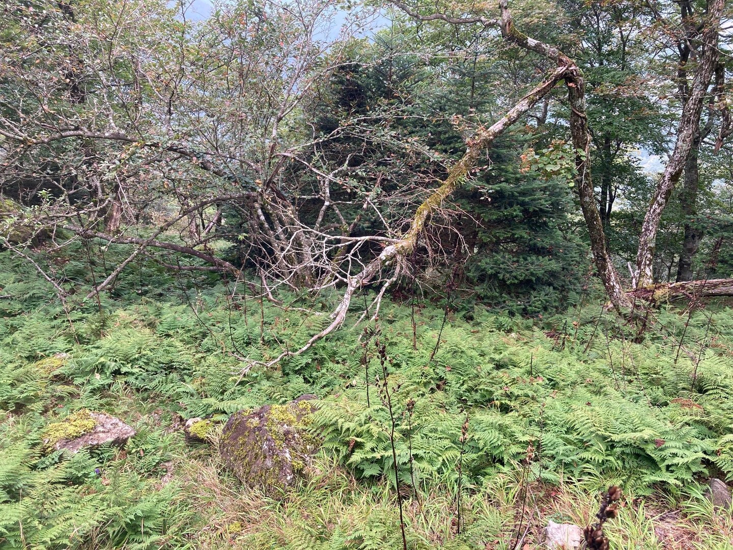 maaasanさんの投稿したフィールドメモ | YAMAP / ヤマップ