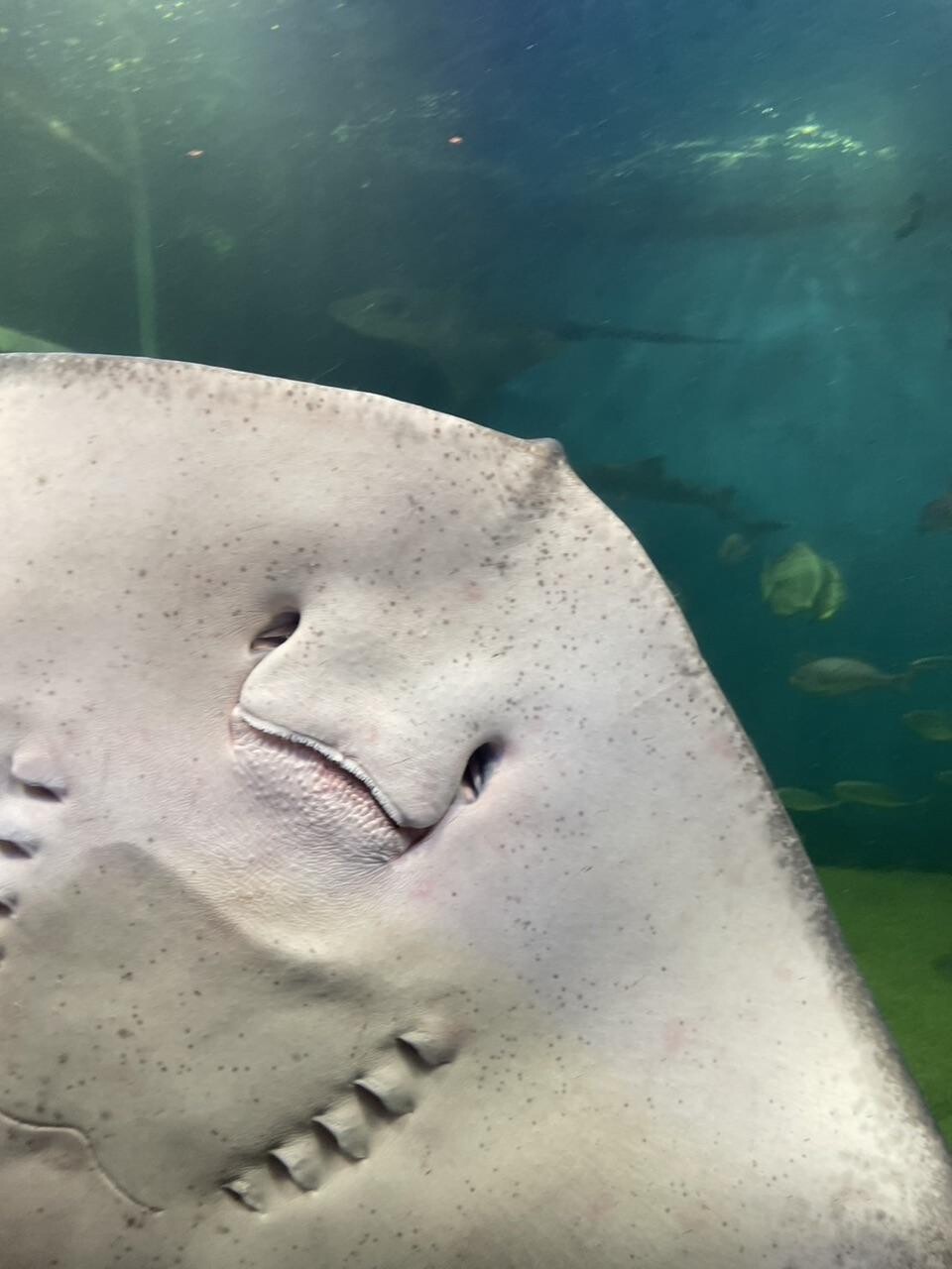 ネコリンのページ | YAMAP / ヤマップ