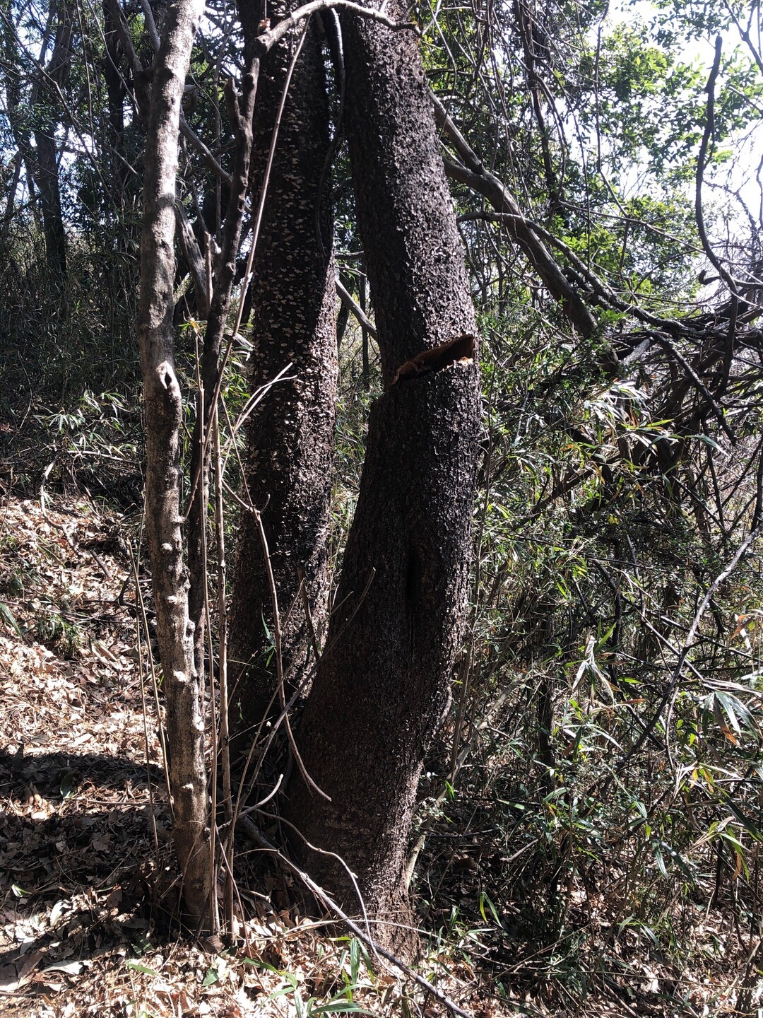 Y.さんの投稿したフィールドメモ | YAMAP / ヤマップ