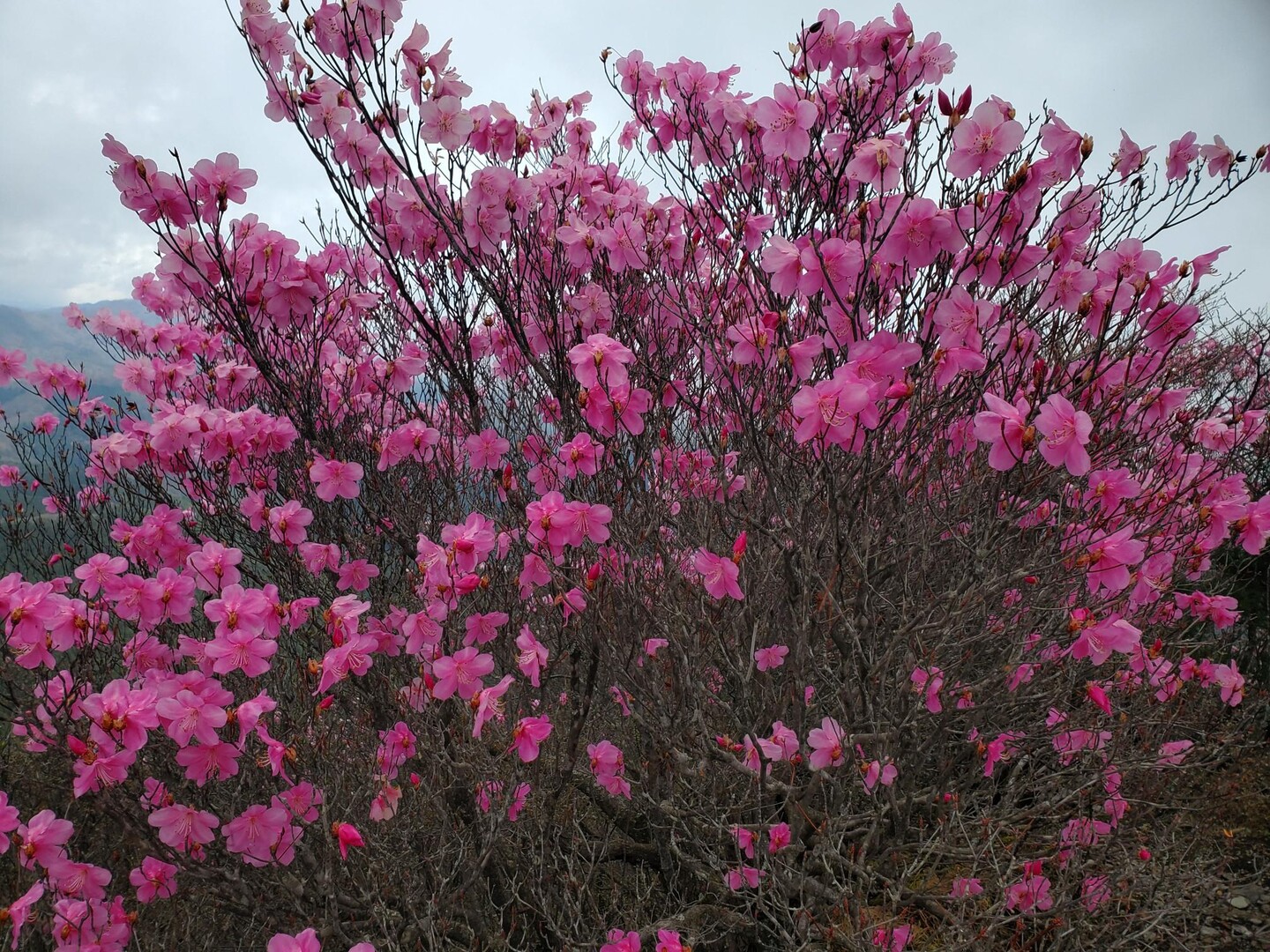 鳴神山（桐生岳） / E35-sun☀️さんの鳴神山・吾妻山の活動データ | YAMAP / ヤマップ