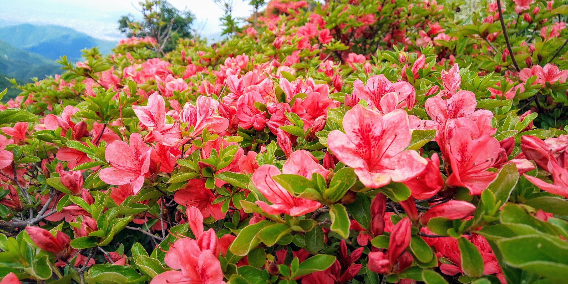 ツツジ満開 福智山・鷹取山 / meru2209さんの福智山・尺岳・雲取山の活動データ | YAMAP / ヤマップ