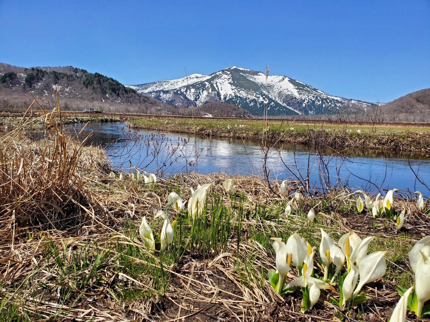 お花見💠水芭蕉 / E35-sun☀️さんの尾瀬・至仏山・悪沢岳・笠ヶ岳の活動データ | YAMAP / ヤマップ