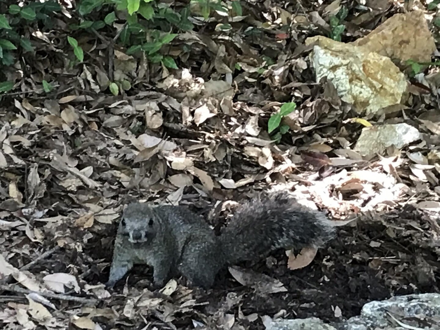 金華山 / H.Mamiさんの金華山・洞山・舟伏山の活動データ | YAMAP / ヤマップ