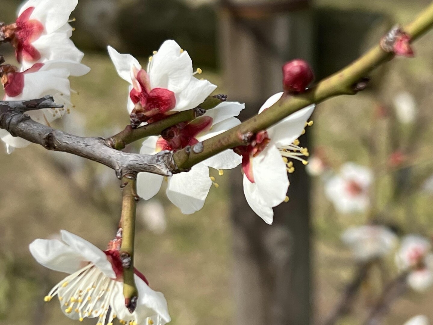 連休最終日。孫達、暇そうなので、長居公園... / moboさんのモーメント | YAMAP / ヤマップ
