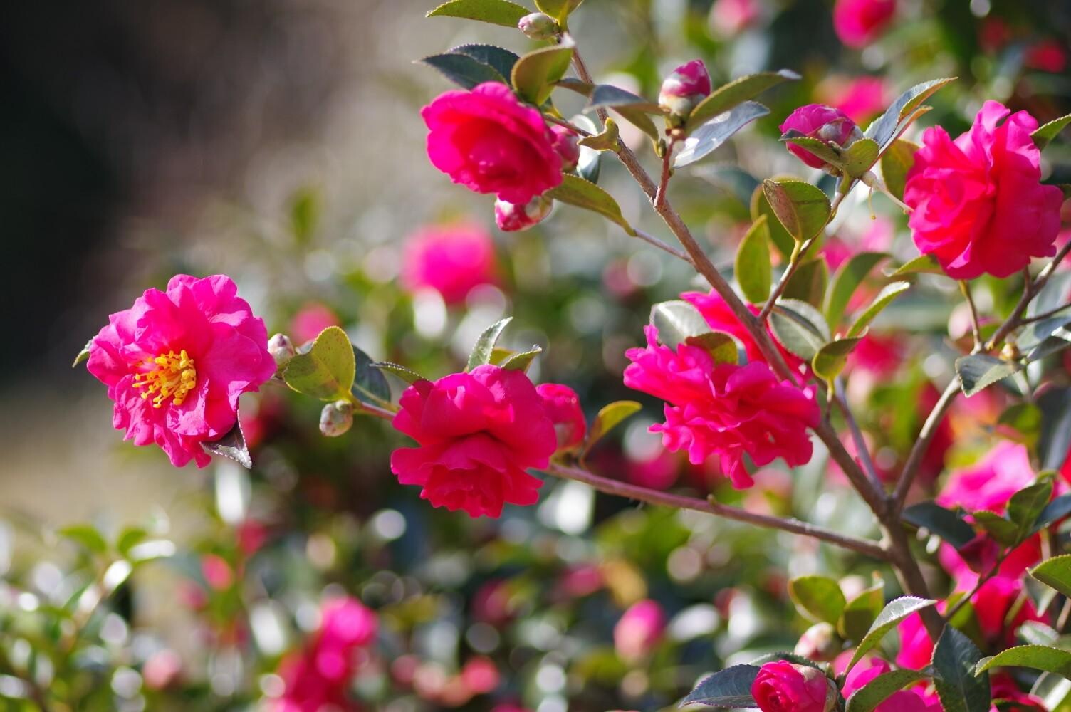 四王寺山一周 / yossyさんの四王寺山・大城山・大原山の活動データ | YAMAP / ヤマップ