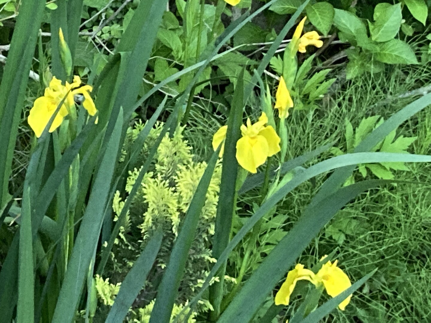 願鷲@Iwate220601 / yellowさんのモーメント | YAMAP / ヤマップ