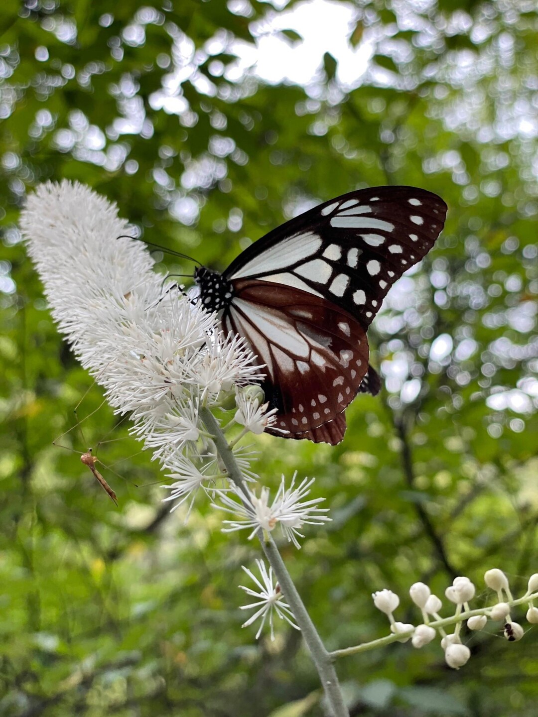 アンティーク琴のページ | YAMAP / ヤマップ
