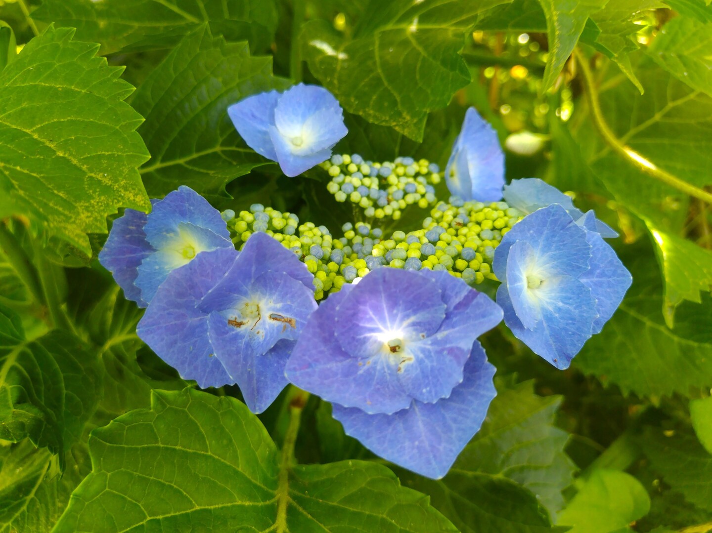 毘沙門山(生桑山)・三重城山 / TOMTOMさんの四日市市の活動データ | YAMAP / ヤマップ