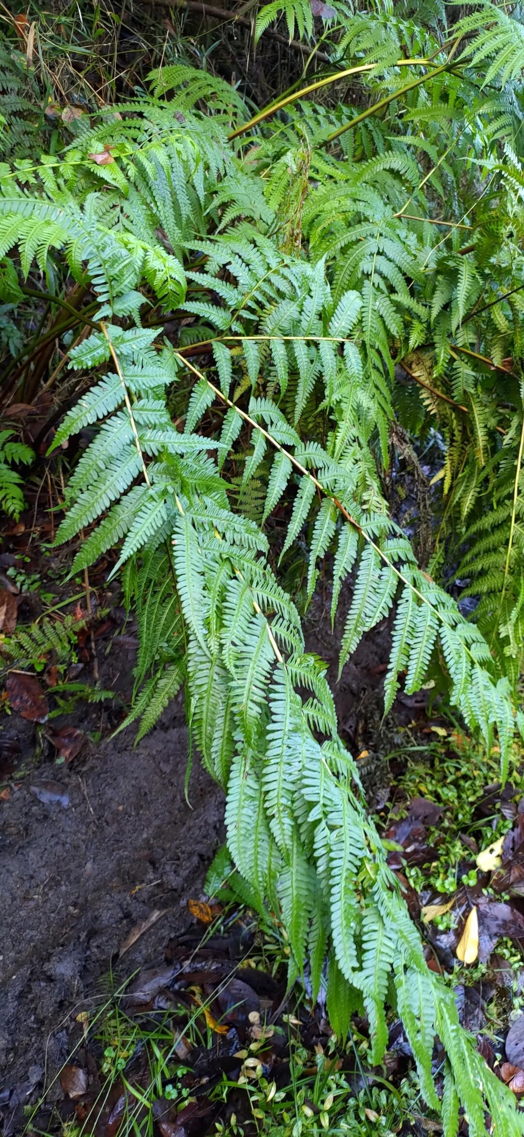 hal（わたなべ）のページ | YAMAP / ヤマップ