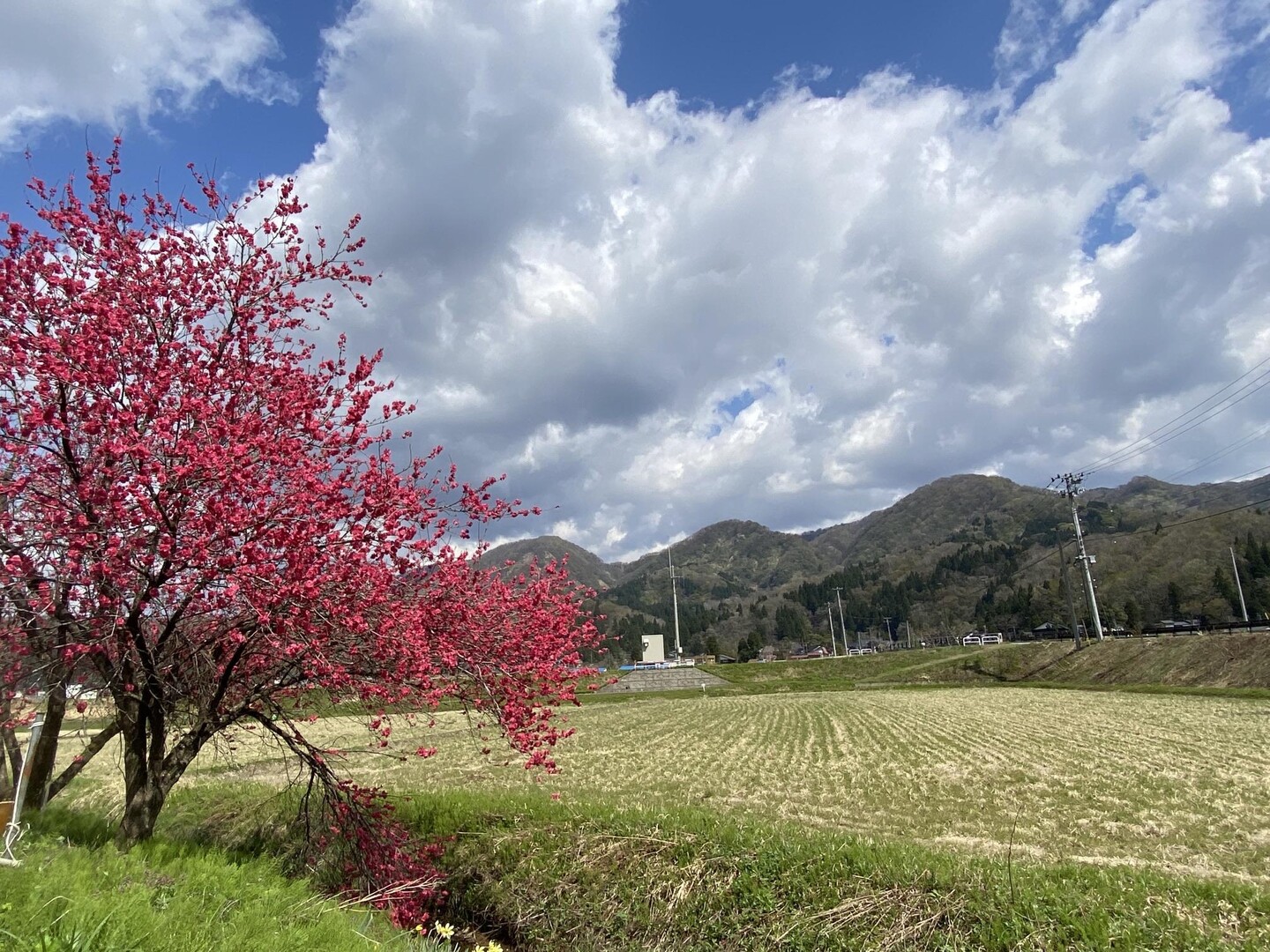 来た来た 春が来た 八石山 / mtakoさんの米山の活動データ | YAMAP / ヤマップ