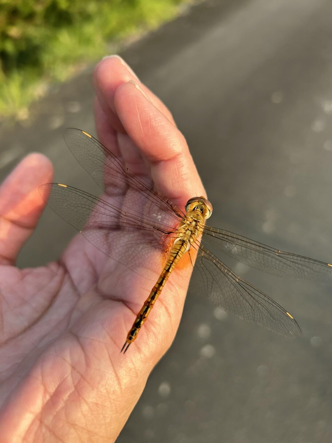 もう秋の気配 でも空は夏 今週80km超... / maruさんのモーメント | YAMAP / ヤマップ