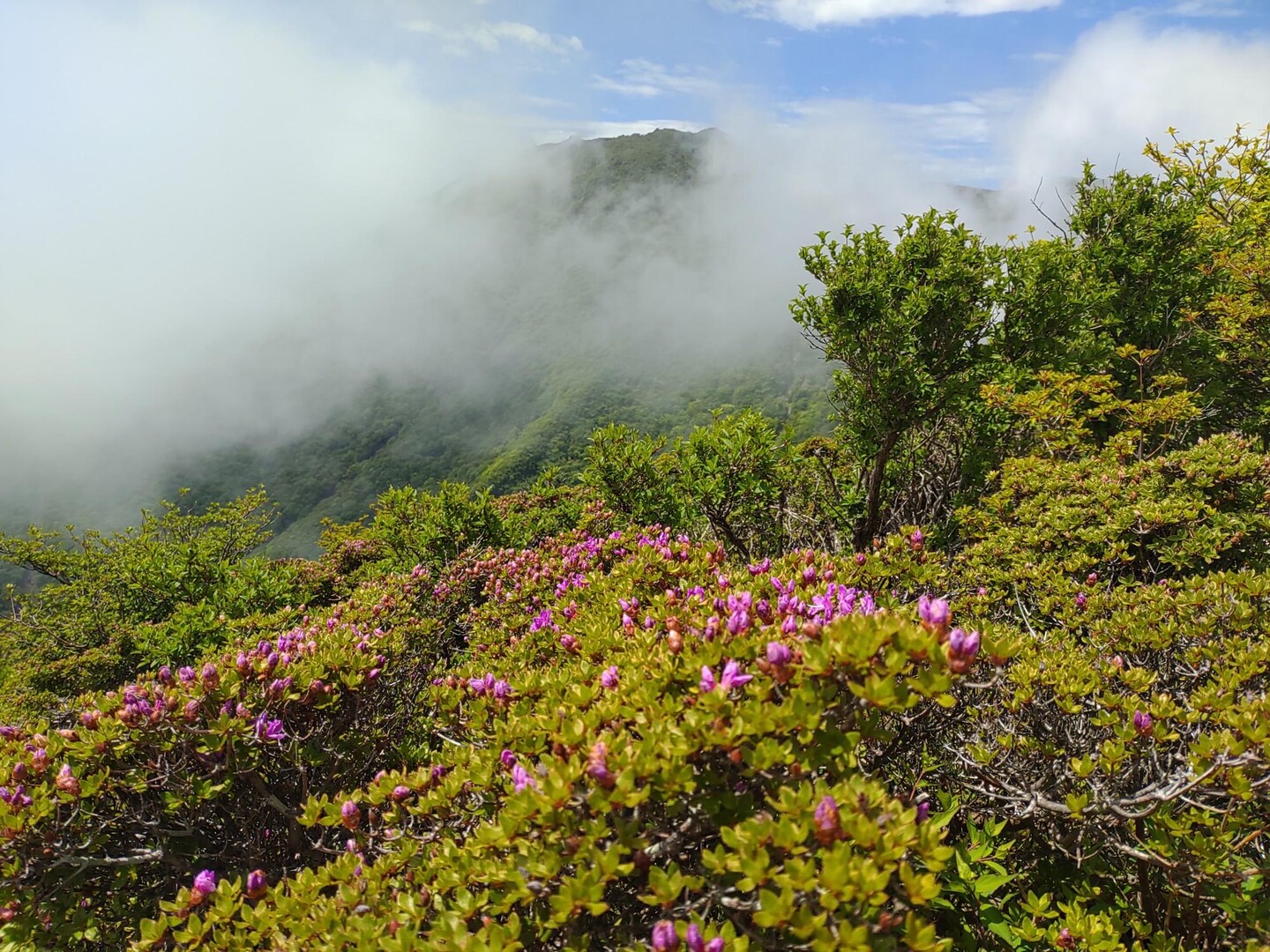 夏のアルプスに向けトレーニング＃2 前岳・高塚山（黒岳）・天狗岩 / Mt.Keyさんの九重山（久住山）・大船山・星生山の活動データ | YAMAP / ヤマップ
