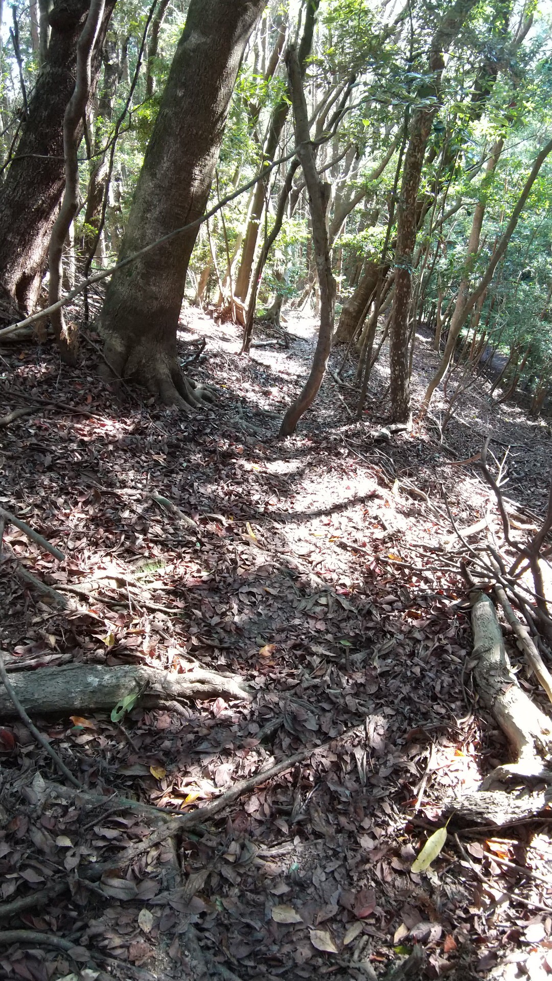 yavさんの投稿したフィールドメモ | YAMAP / ヤマップ