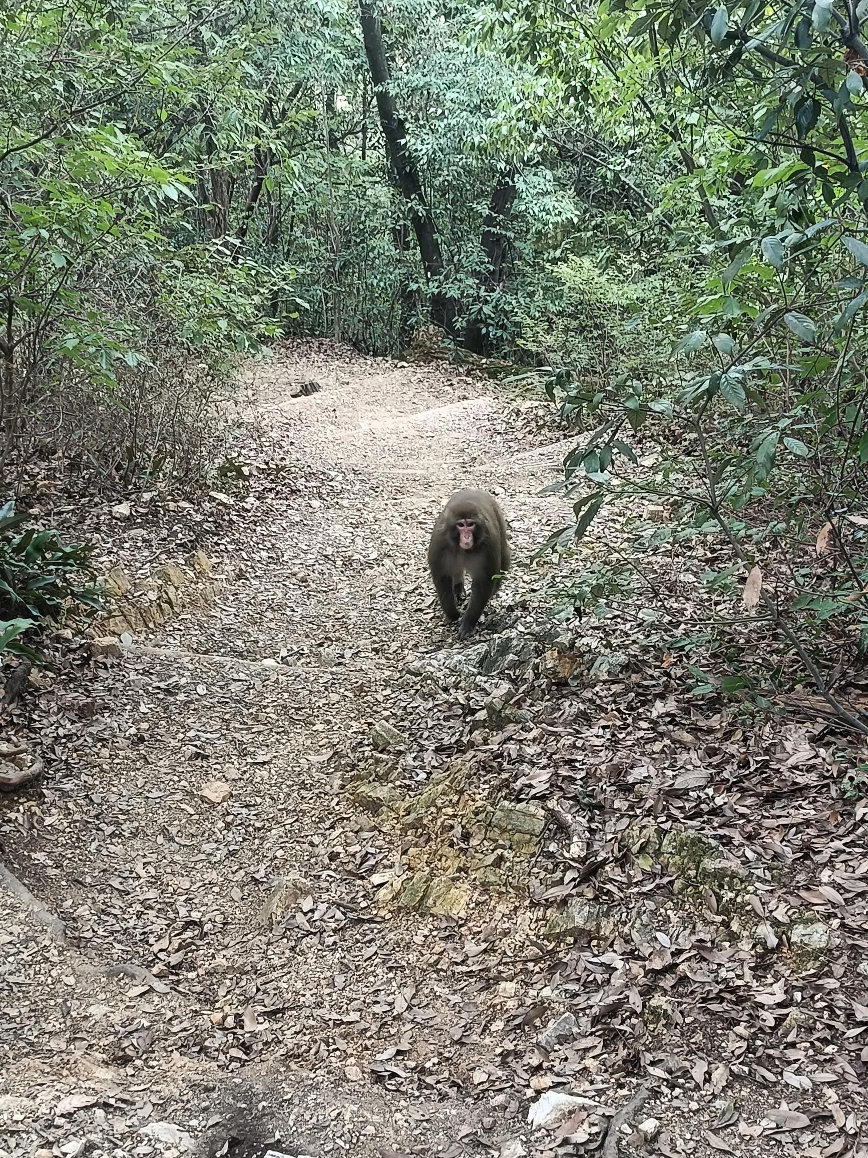 金華山・鷹巣山 / ソチカレさんの金華山・洞山・舟伏山の活動日記 | YAMAP / ヤマップ