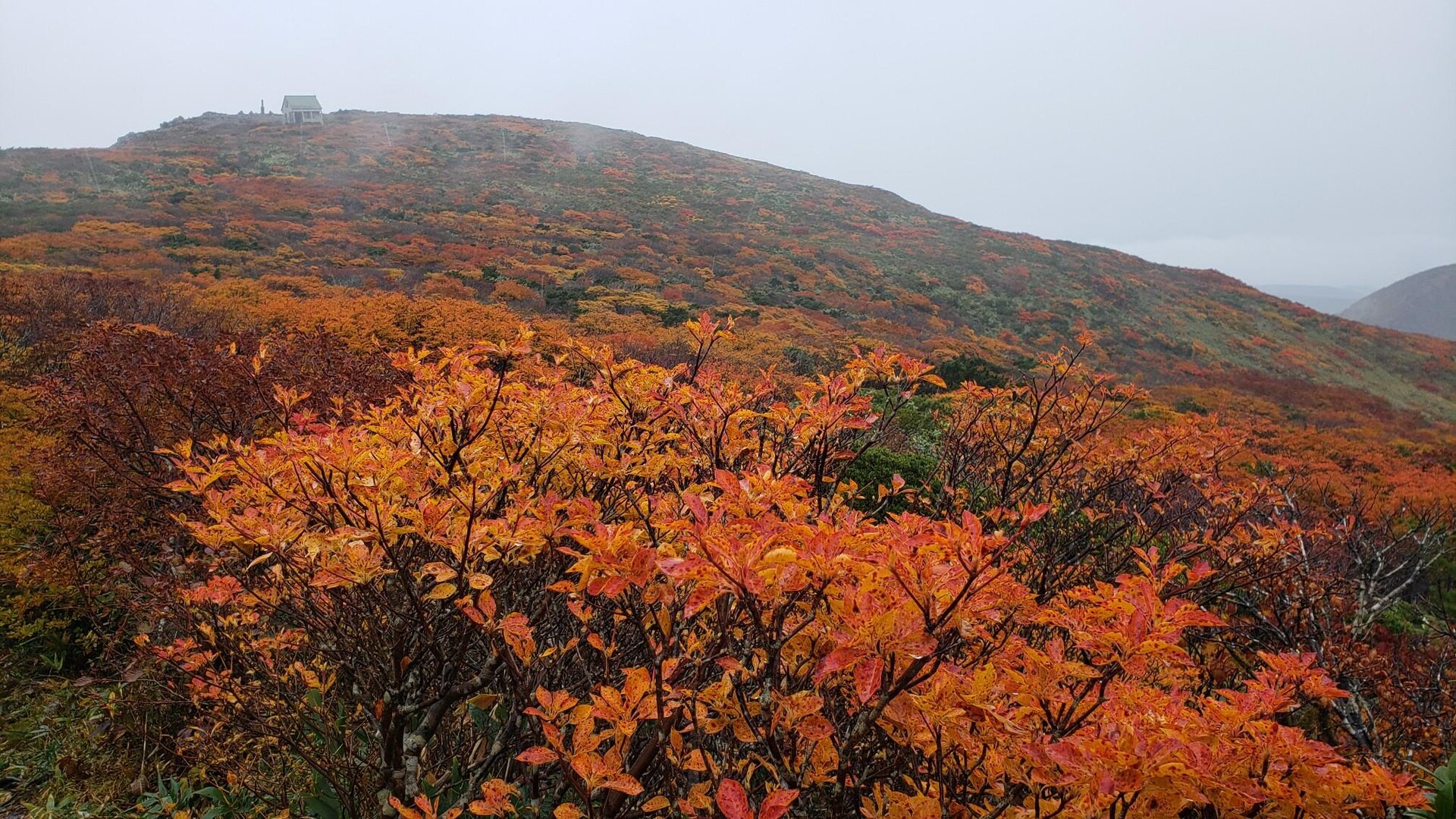 船形山（御所山）·紅葉·雨 / iSleepさんの船形山（御所山）・泉ヶ岳・蛇ヶ岳の活動データ | YAMAP / ヤマップ