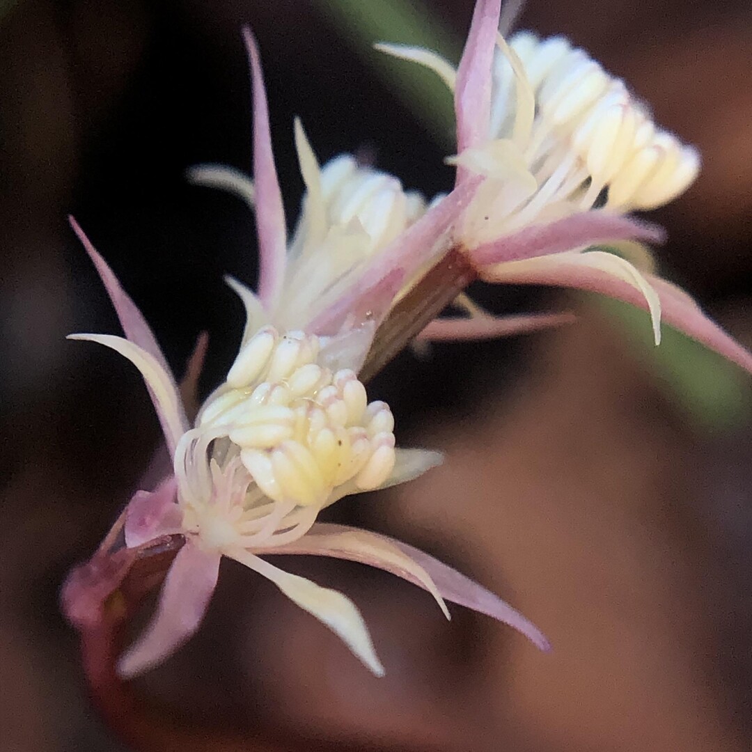 「新城de花めぐり+巨木」 / zaucatsさんのウォーキングの活動データ | YAMAP / ヤマップ