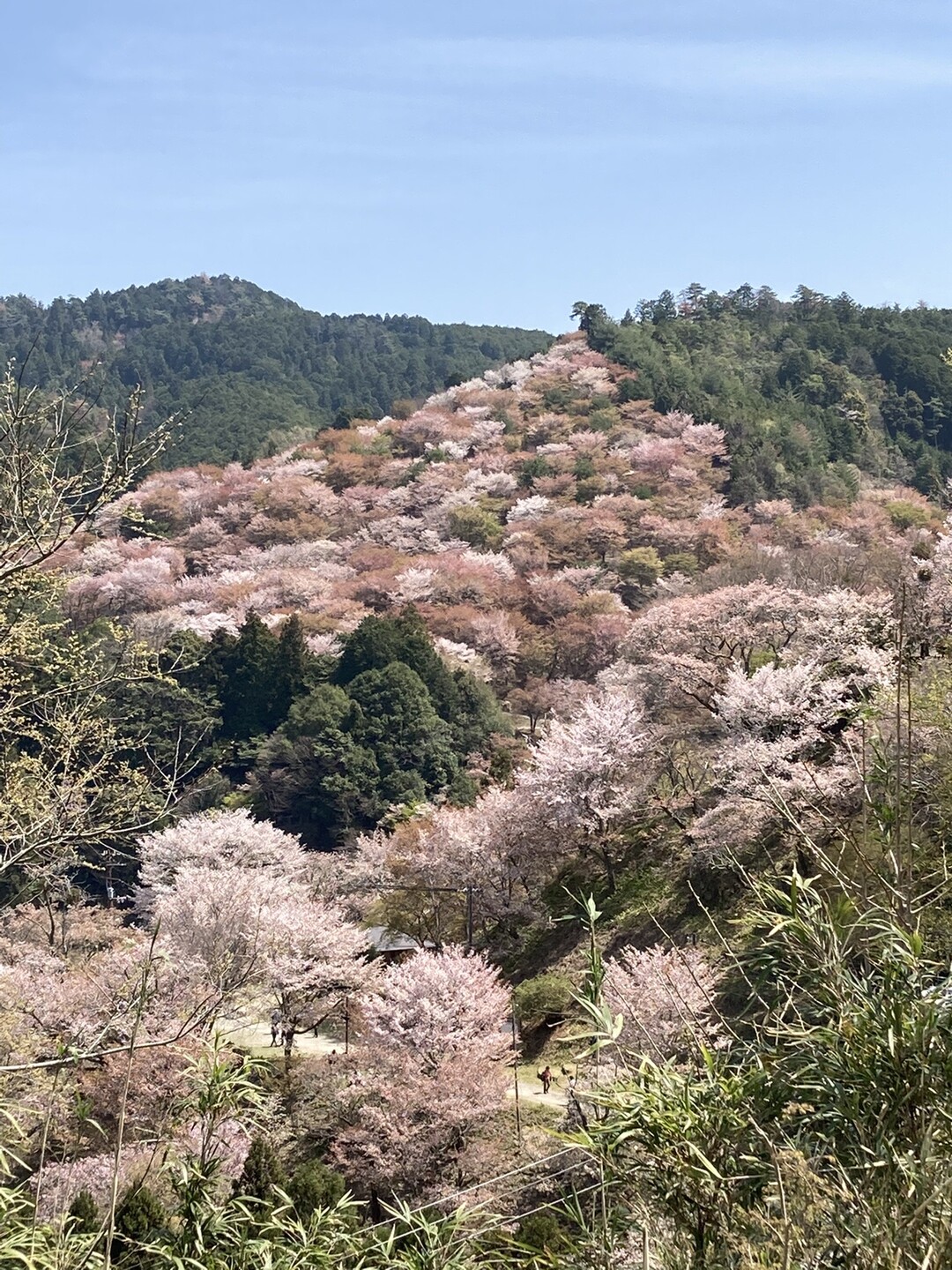 奈良県吉野町の桜は満開でした🌸 / Ryouさんのモーメント | YAMAP / ヤマップ