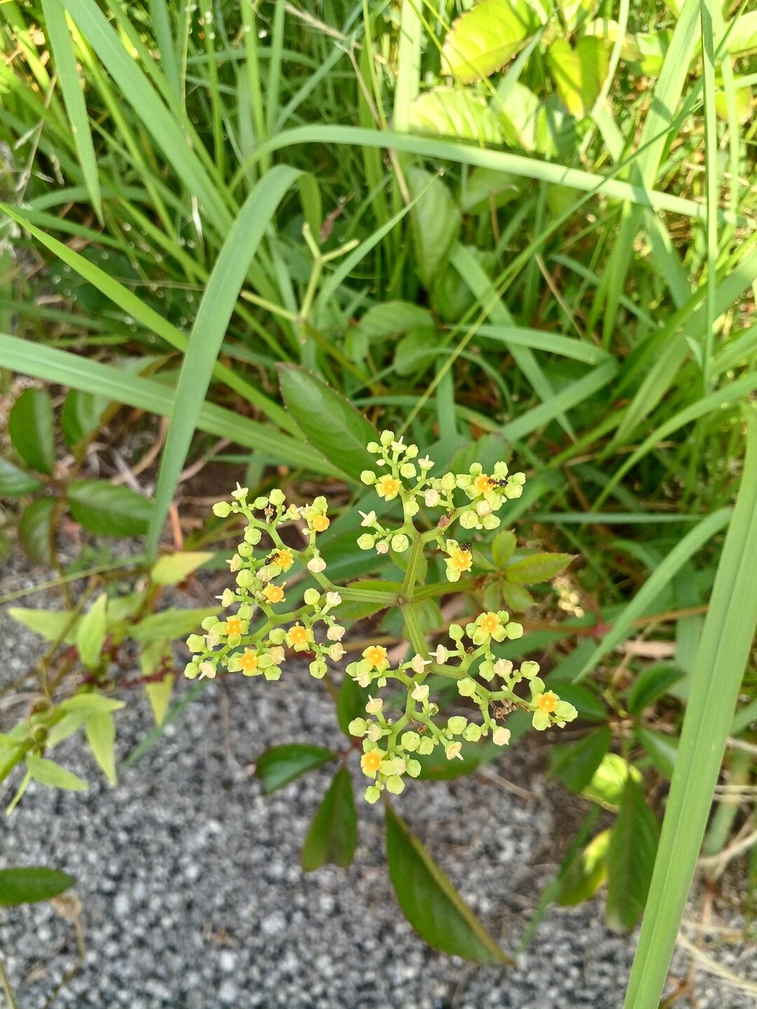 『世の中に〝雑草〟という草は無い。どんな... / hiroさんのモーメント | YAMAP / ヤマップ