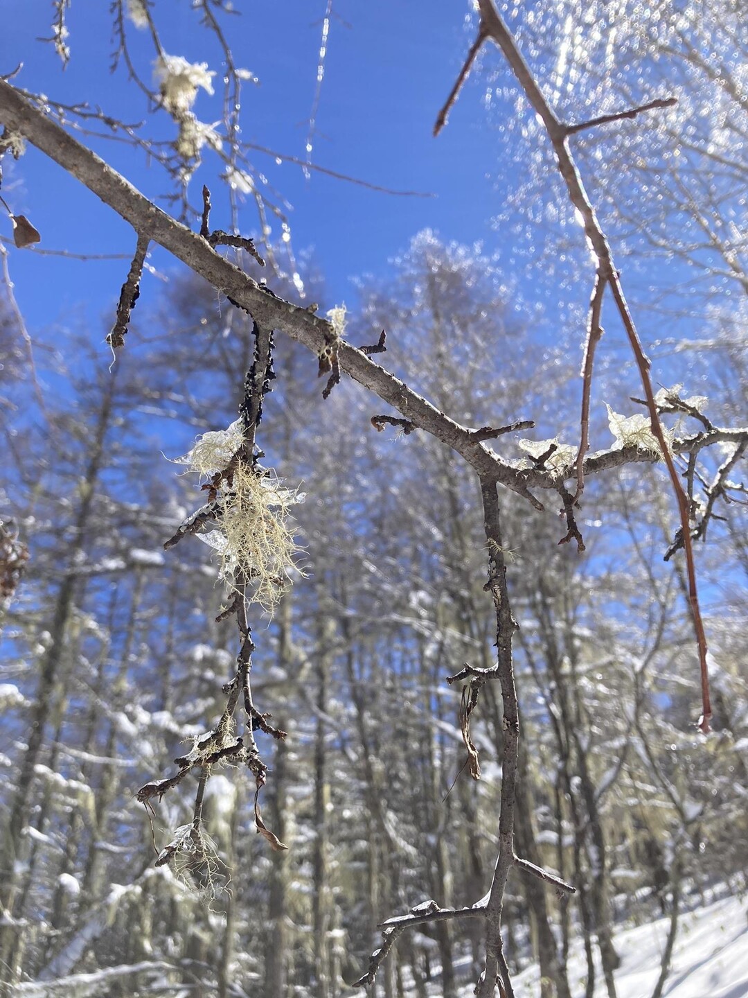 楽しい雪山⭐︎入笠山 / Nao baba Yamazukiさんの入笠山の活動日記 | YAMAP / ヤマップ