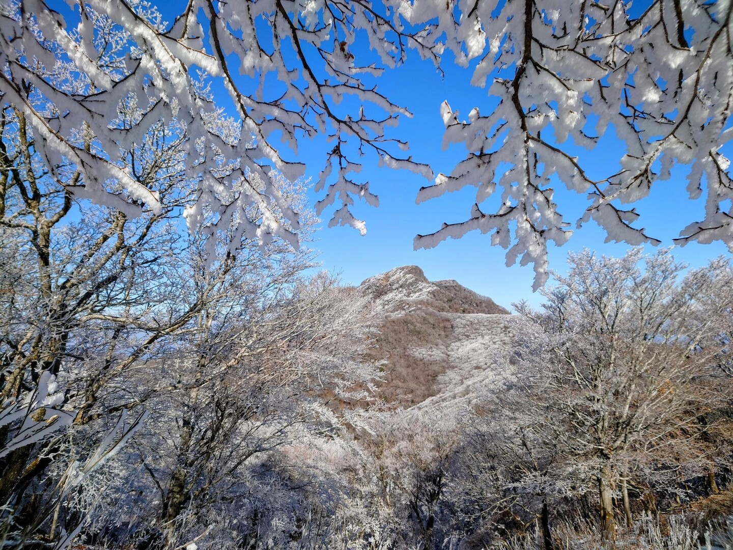 霧氷が輝く🎶祖母の山々を歩く\⁠(⁠^⁠o⁠^⁠)⁠／ / SHIROさんの祖母山の活動データ | YAMAP / ヤマップ
