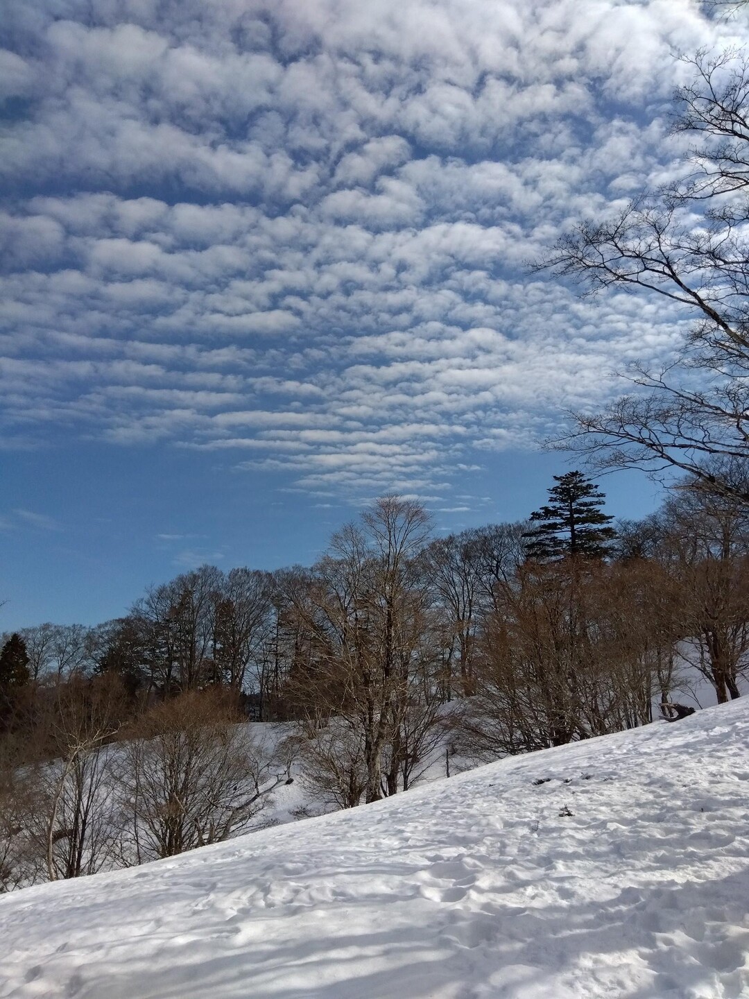 天女の頂 / chica de montañaさんの観音峯山・大普賢岳・山上ヶ岳・稲村ヶ岳の活動データ | YAMAP / ヤマップ