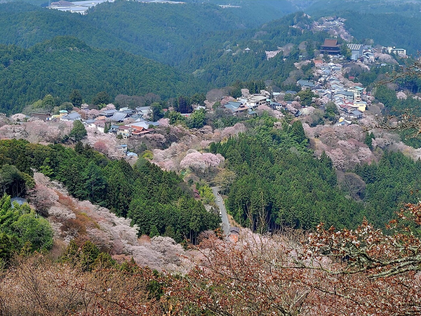 お花見と少しだけ登山の吉野山 / しろちゃんさんの吉野山・青根ヶ峰・百貝岳の活動データ | YAMAP / ヤマップ