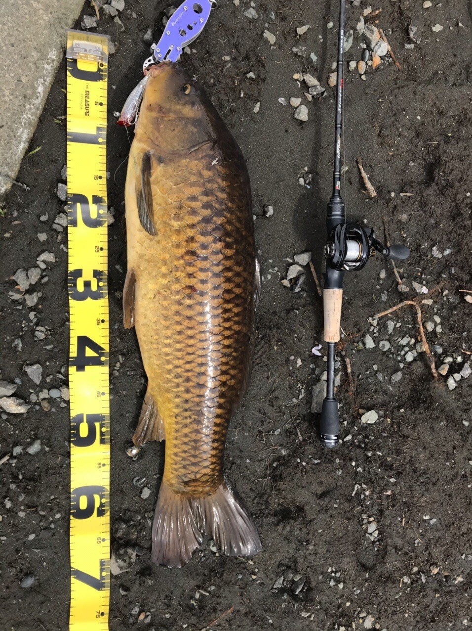 3月25日 コイ70センチ 楽しいけど、... / fumiさんのモーメント | YAMAP / ヤマップ