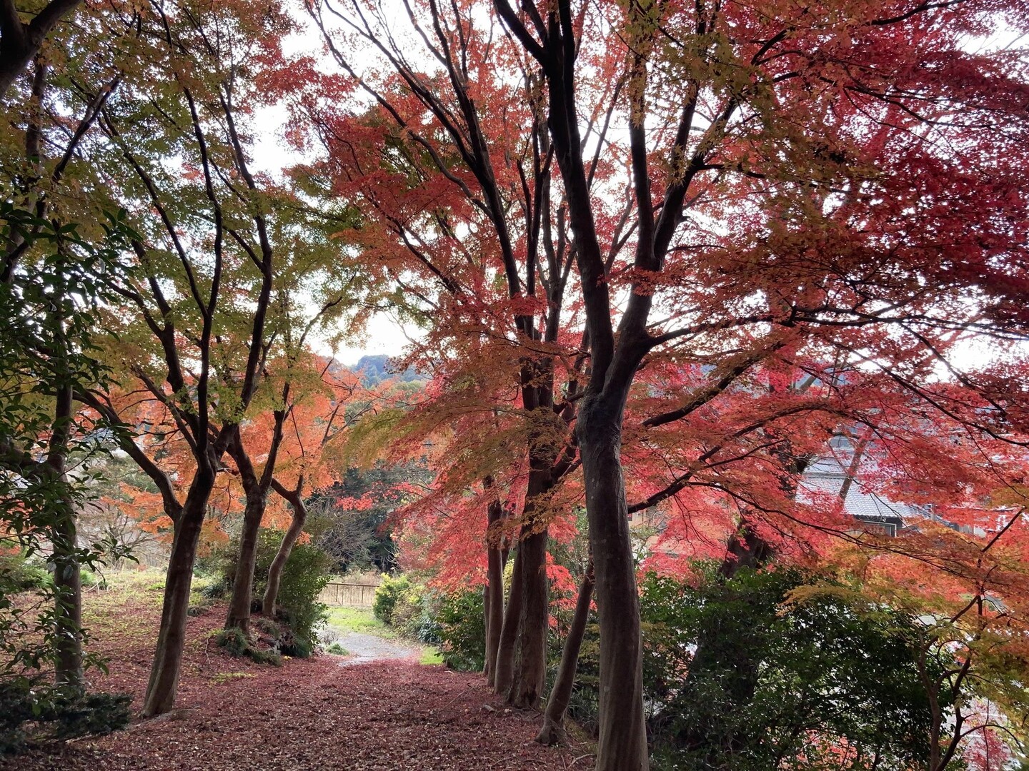 多度山・黒石 / まりこさんの多度山・美濃松山・石津御嶽の活動データ | YAMAP / ヤマップ