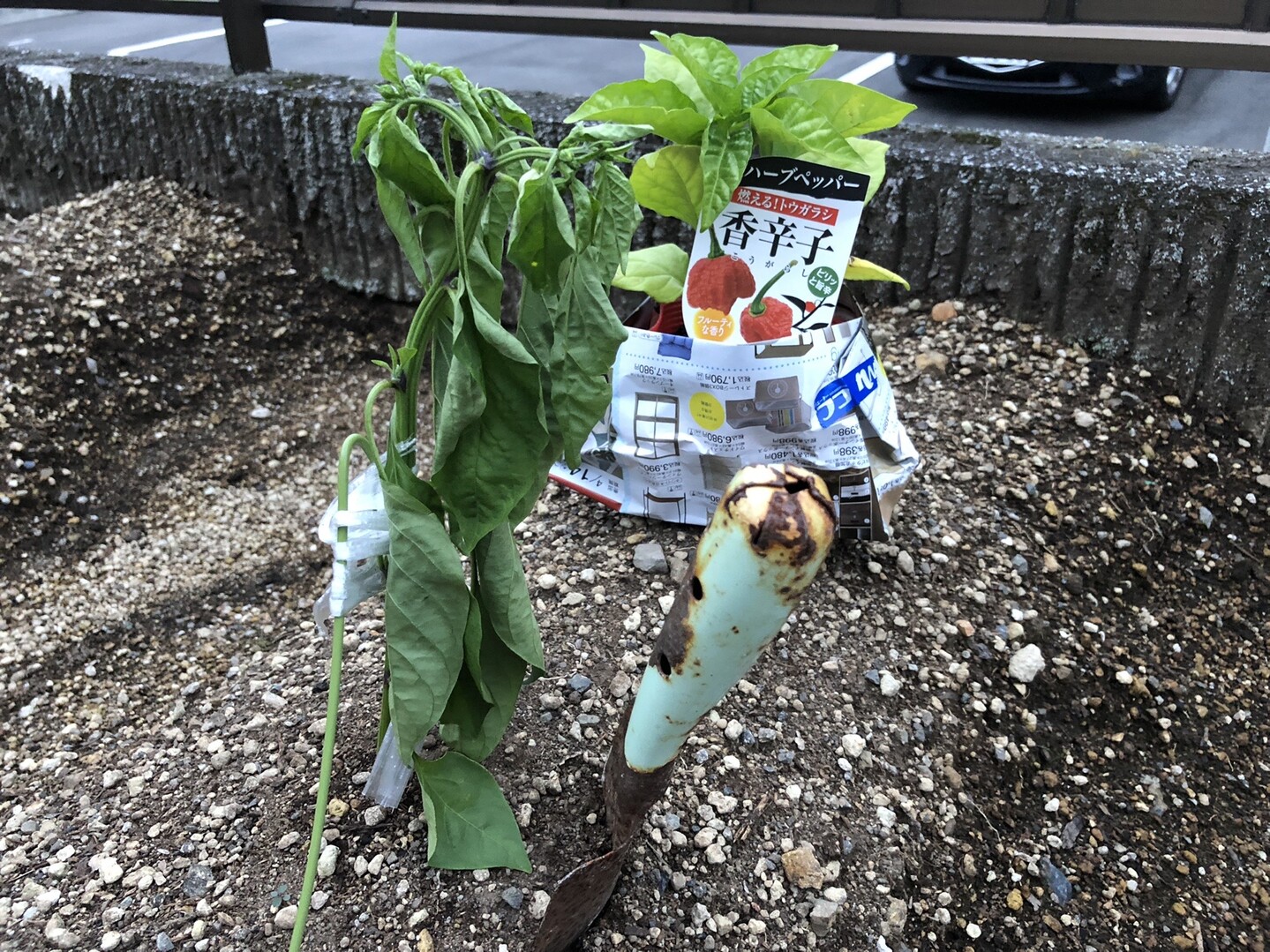 折れたシシトウはダメだったようで…新しい... / beefとワニ怪人さんのモーメント | YAMAP / ヤマップ