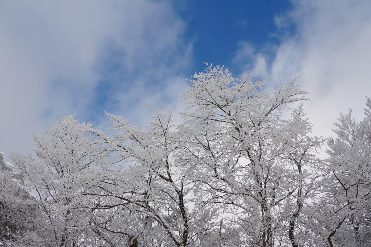 困ったときの四国カルスト / 有紀さんの源氏ヶ駄場の活動データ | YAMAP / ヤマップ