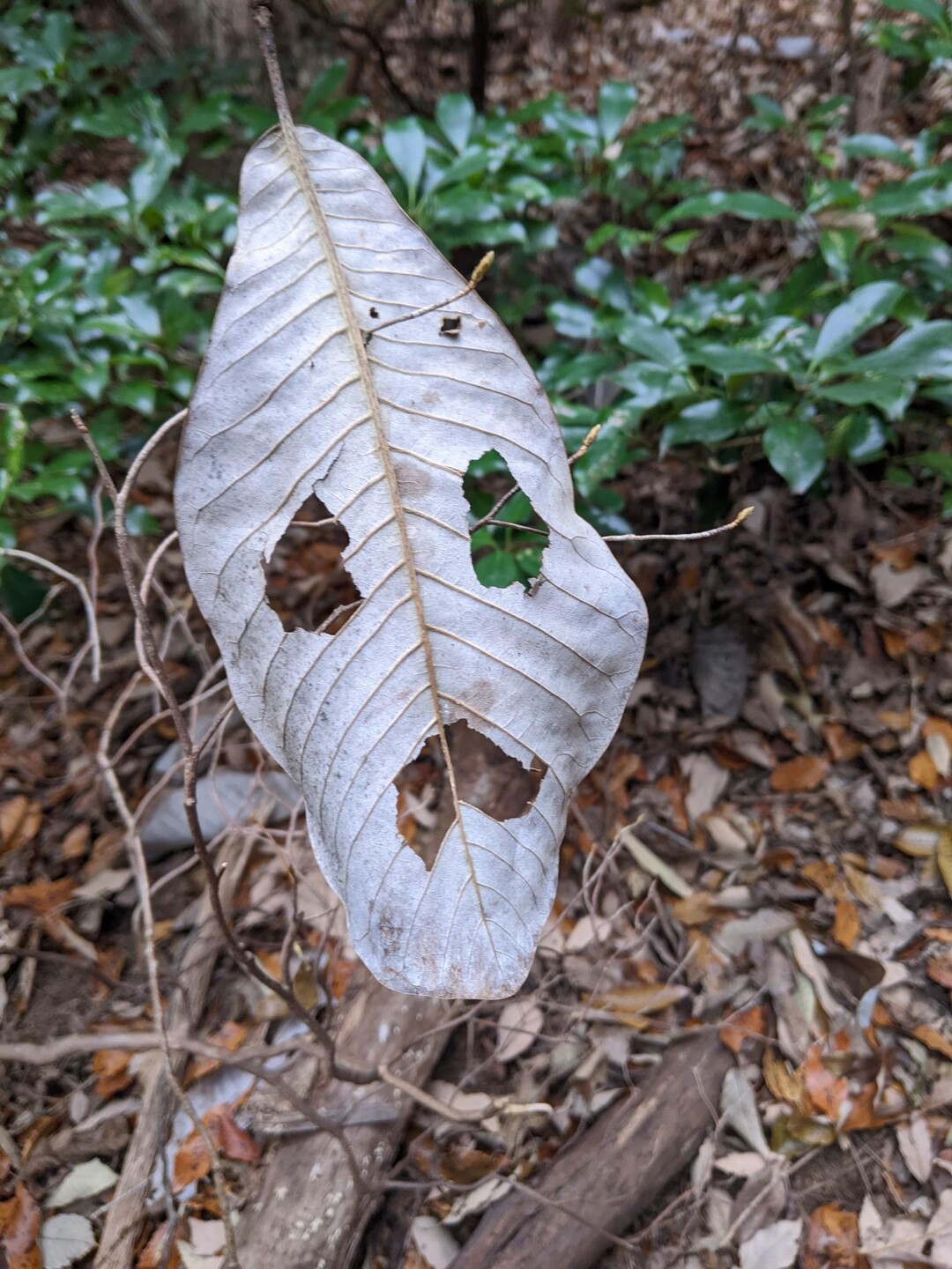 いつもの弥勒山.59回目(2024年) / K.koichiさんの登山の活動データ | YAMAP / ヤマップ