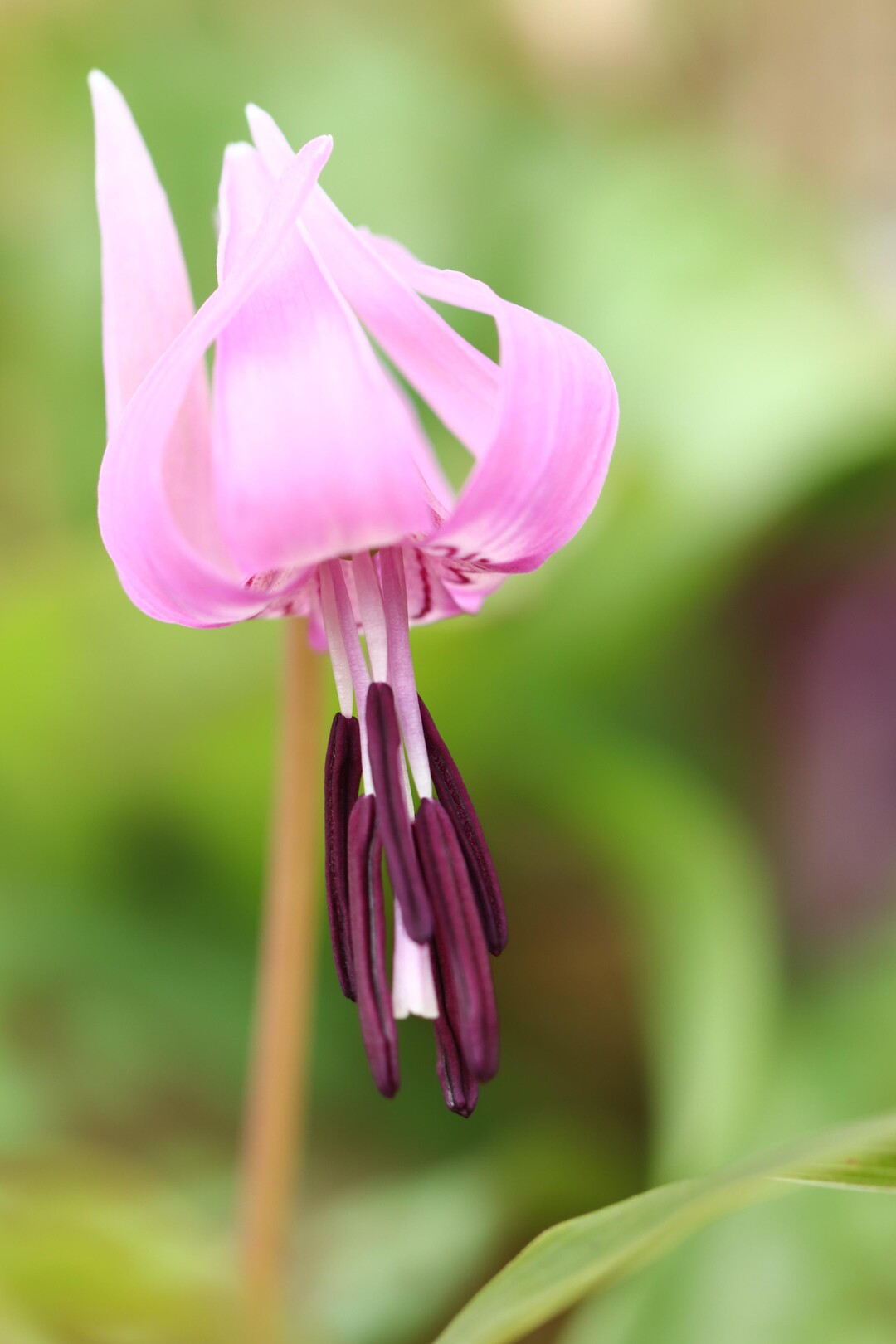 毛無山 - あだ名『カタクリ』、本名『片山クリステル』 / R1さんの毛無山の活動データ | YAMAP / ヤマップ