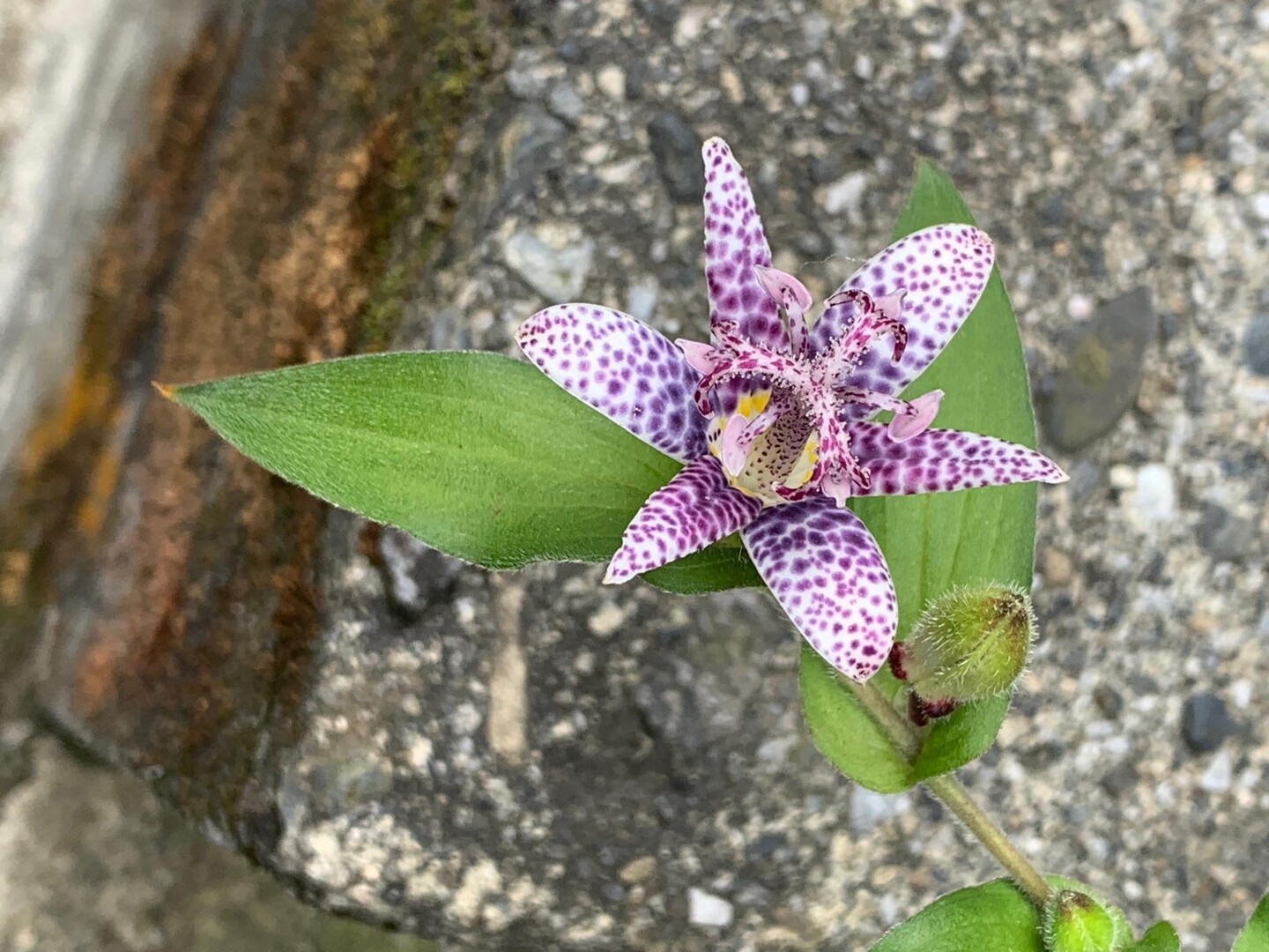 御岳山・日の出山 / akemi ちゃんさんの大岳山・御岳山・御前山の活動データ | YAMAP / ヤマップ