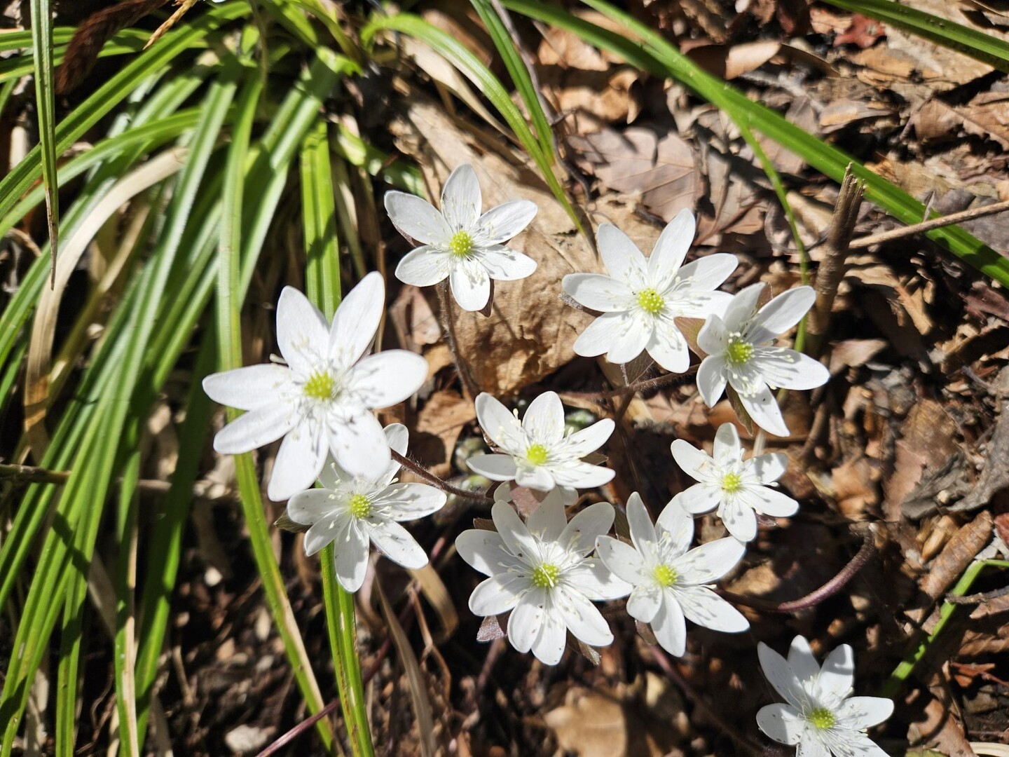 鍋足山・スハマソウ🌼北関東遠征① / yky-go(ゆき)さんの鍋足山の活動データ | YAMAP / ヤマップ