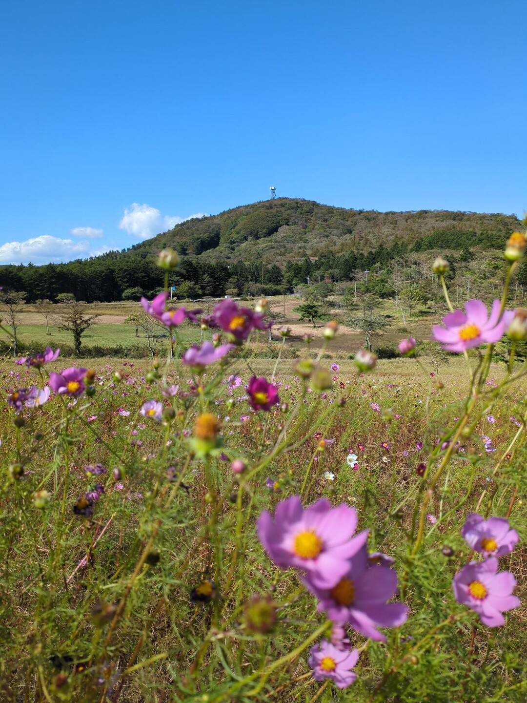 物見山 / reoさんの物見山・八風山の活動データ | YAMAP / ヤマップ