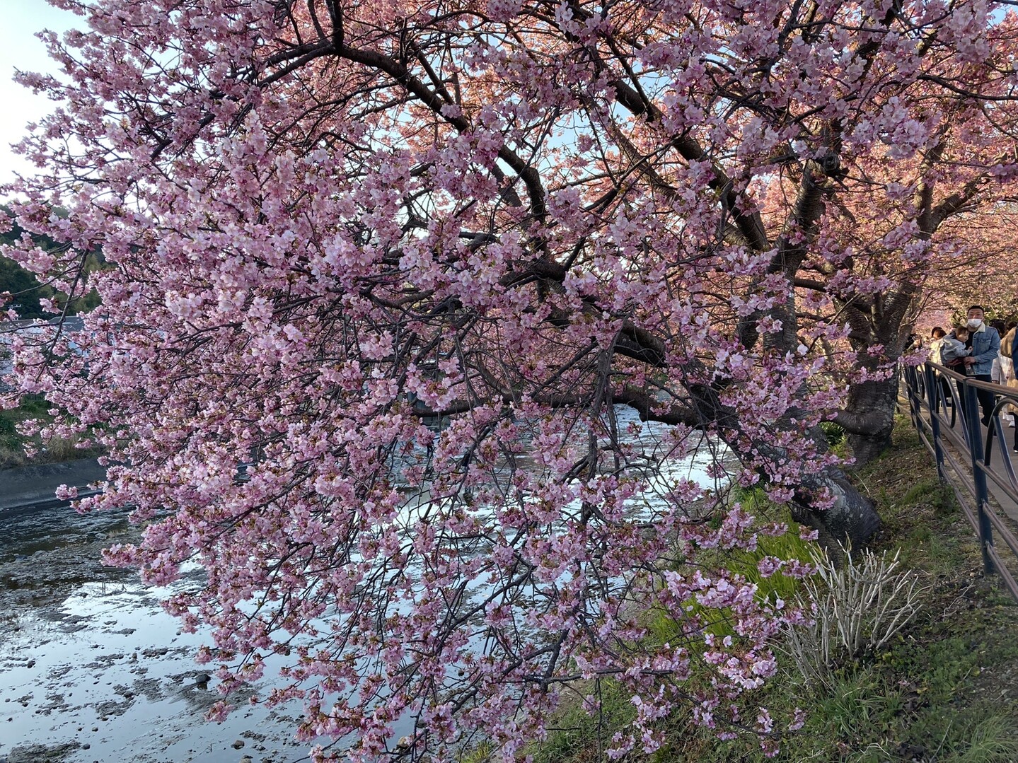 明日の🐴トレーニングの前乗りで、久しぶ... / Beniさんのモーメント | YAMAP / ヤマップ