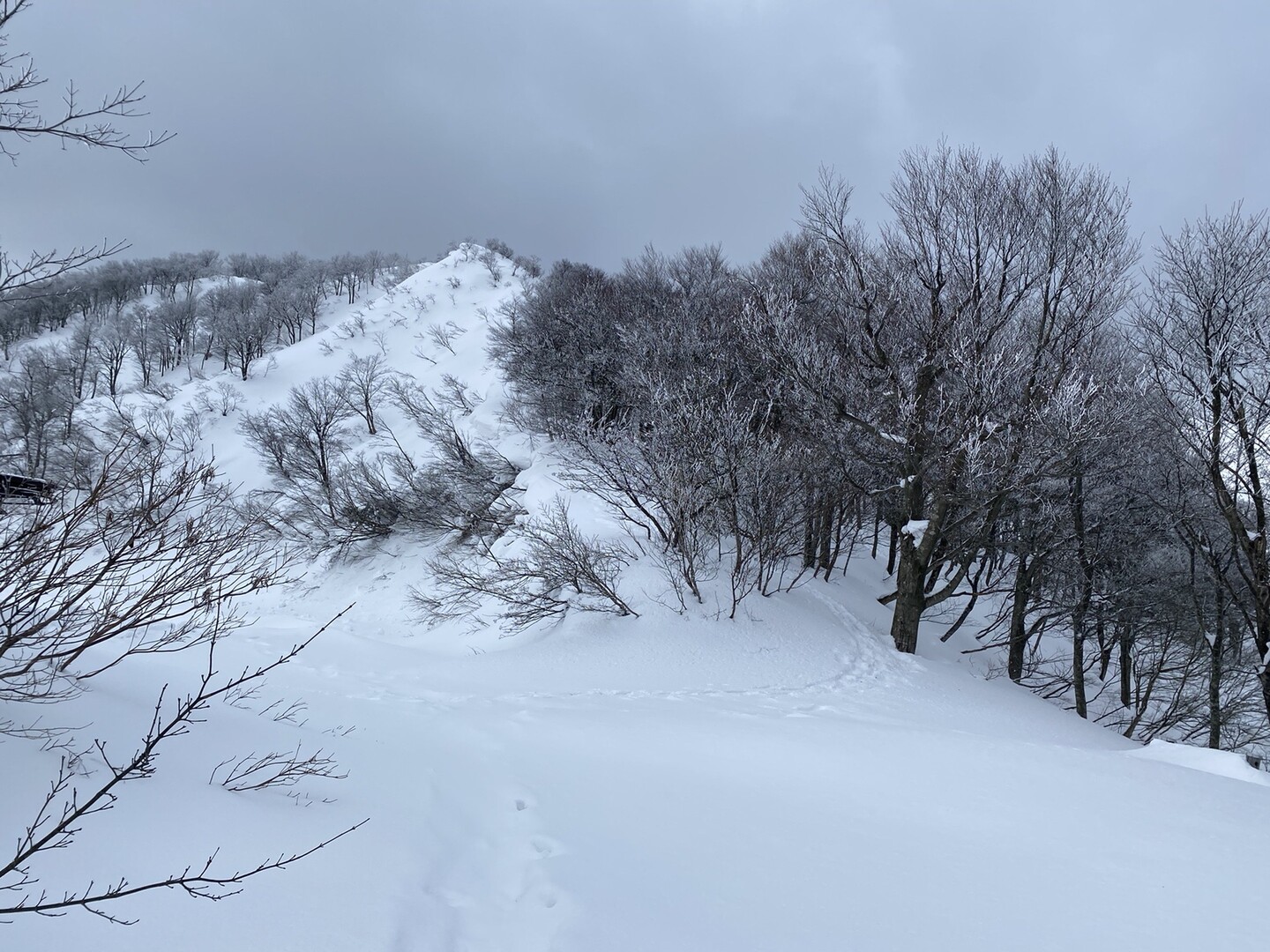 医王山 浄土坂登り見返り大杉まで / TARUMIさんの医王山・白兀山・箱屋谷山の活動日記 | YAMAP / ヤマップ
