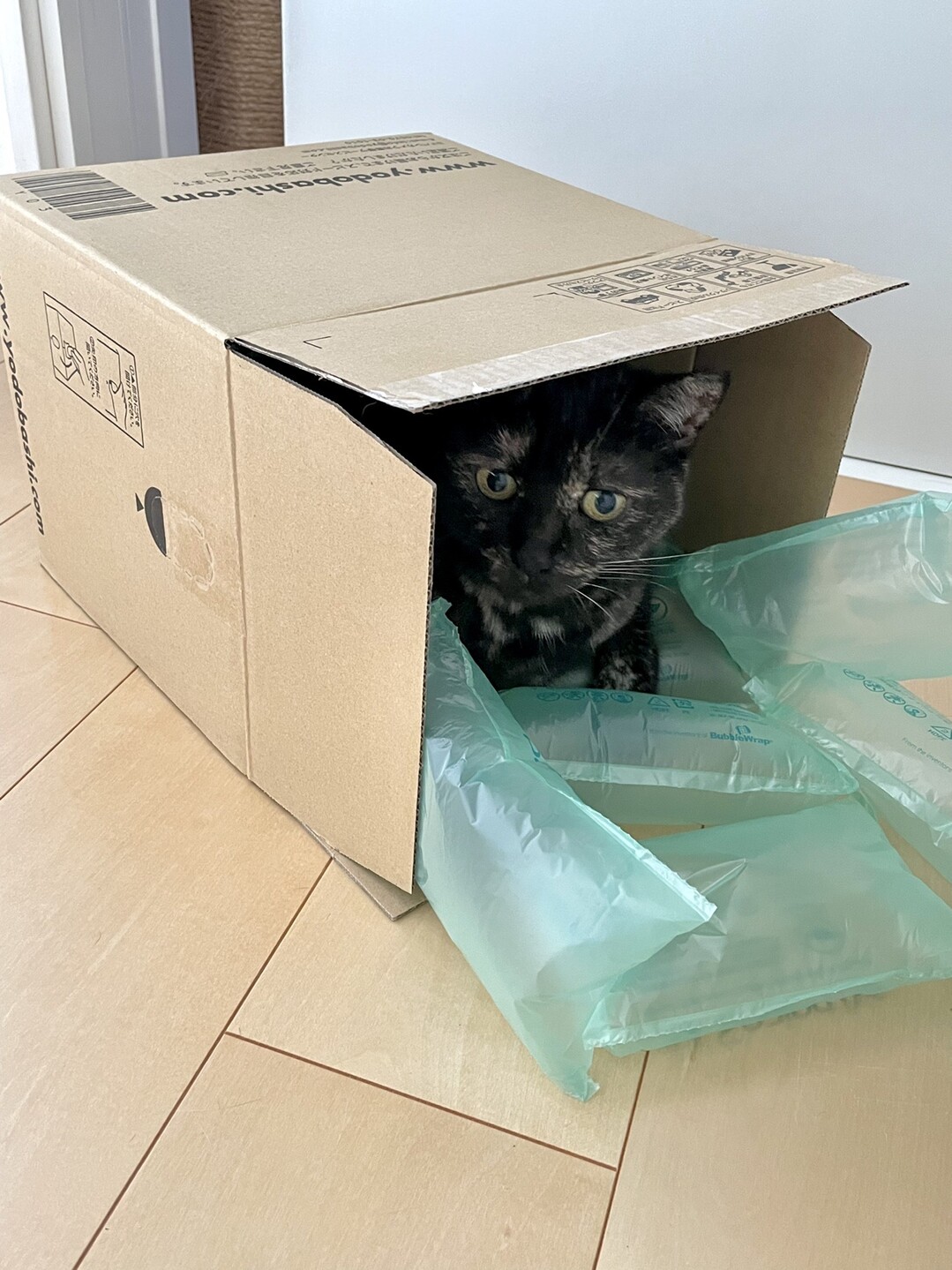 yodobashi.ごま🐈‍⬛ 外はあ... / Kuさんのモーメント | YAMAP / ヤマップ