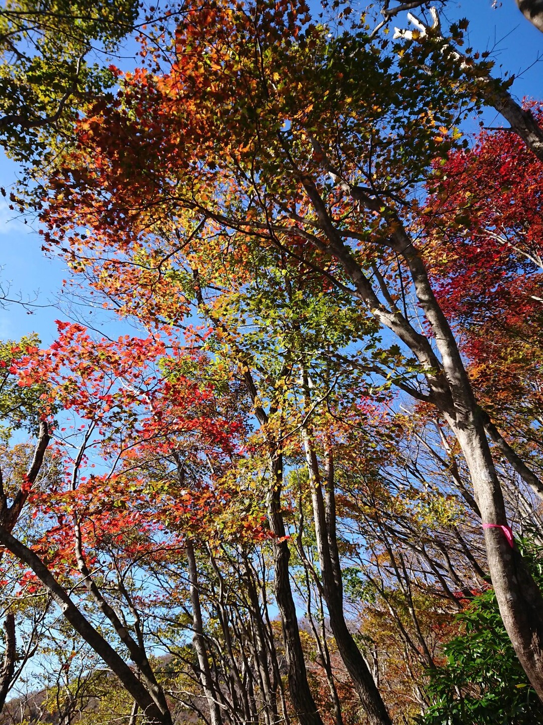 揖斐の権現山 高屋山～小津権現山 / jun31さんの小津権現山・花房山の活動データ | YAMAP / ヤマップ