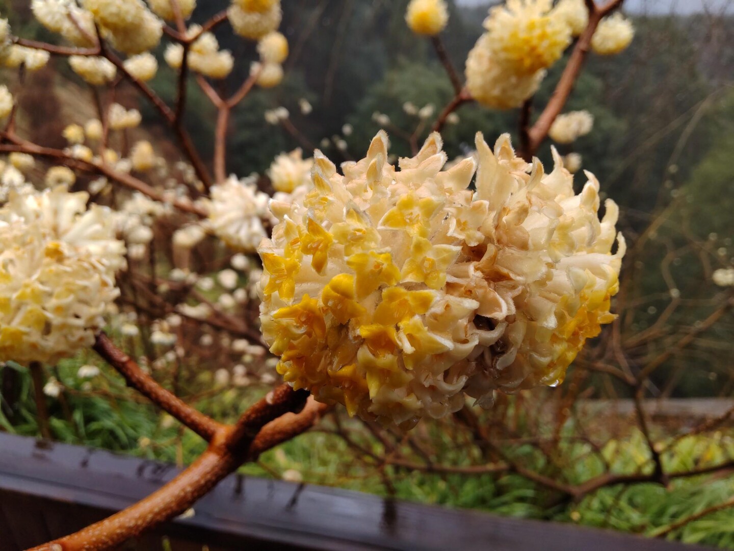 モンローリップ、ミツマタも！！高澤観音 / nobu2🦩さんの本陣山の活動データ | YAMAP / ヤマップ