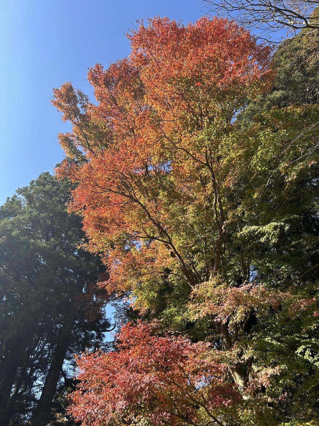 筑波山-2023-11-24 / K Satomiさんの筑波山の活動データ | YAMAP / ヤマップ