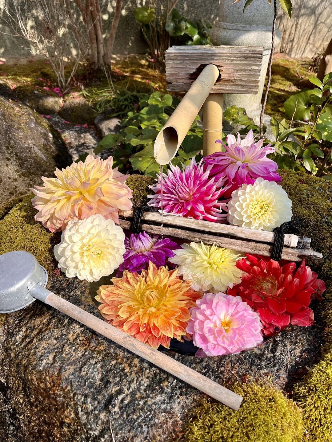 朝からちょっとドライブ🚙 春のチャレン... / ミカン de mikanさんのモーメント | YAMAP / ヤマップ