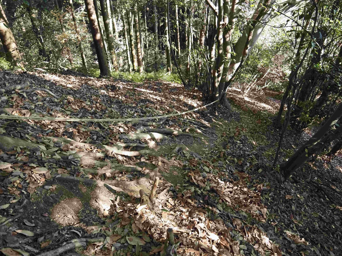 こうたろうさんの投稿したフィールドメモ | YAMAP / ヤマップ