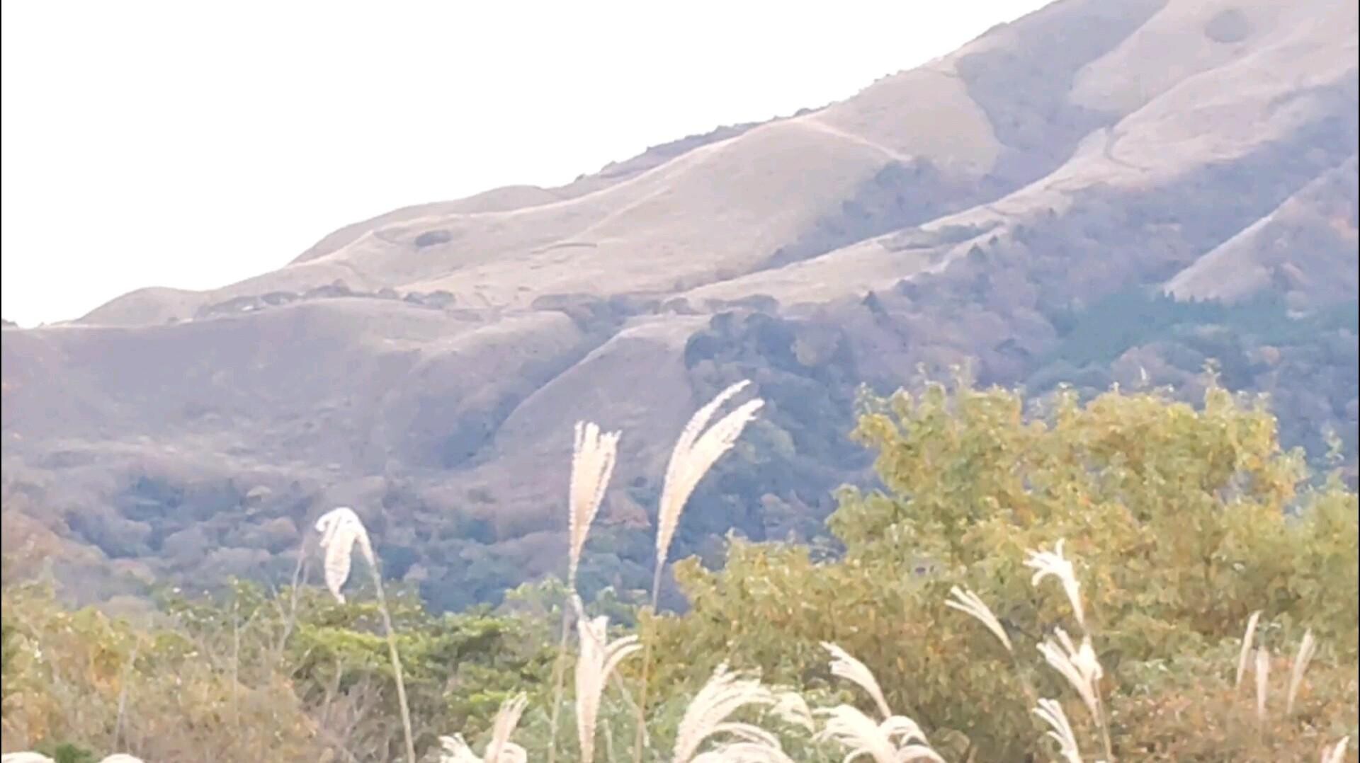 細野高原から三筋山に登る / カモシカ太郎さんの金冠山・達磨山・葛城山の活動データ | YAMAP / ヤマップ