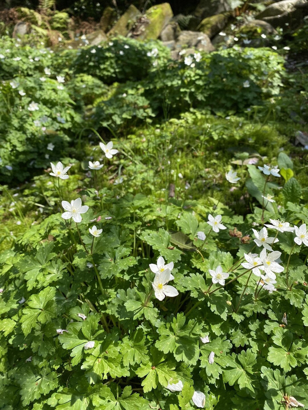 鎌倉の英勝寺 ニリンソウ / chi-meroさんのモーメント | YAMAP / ヤマップ